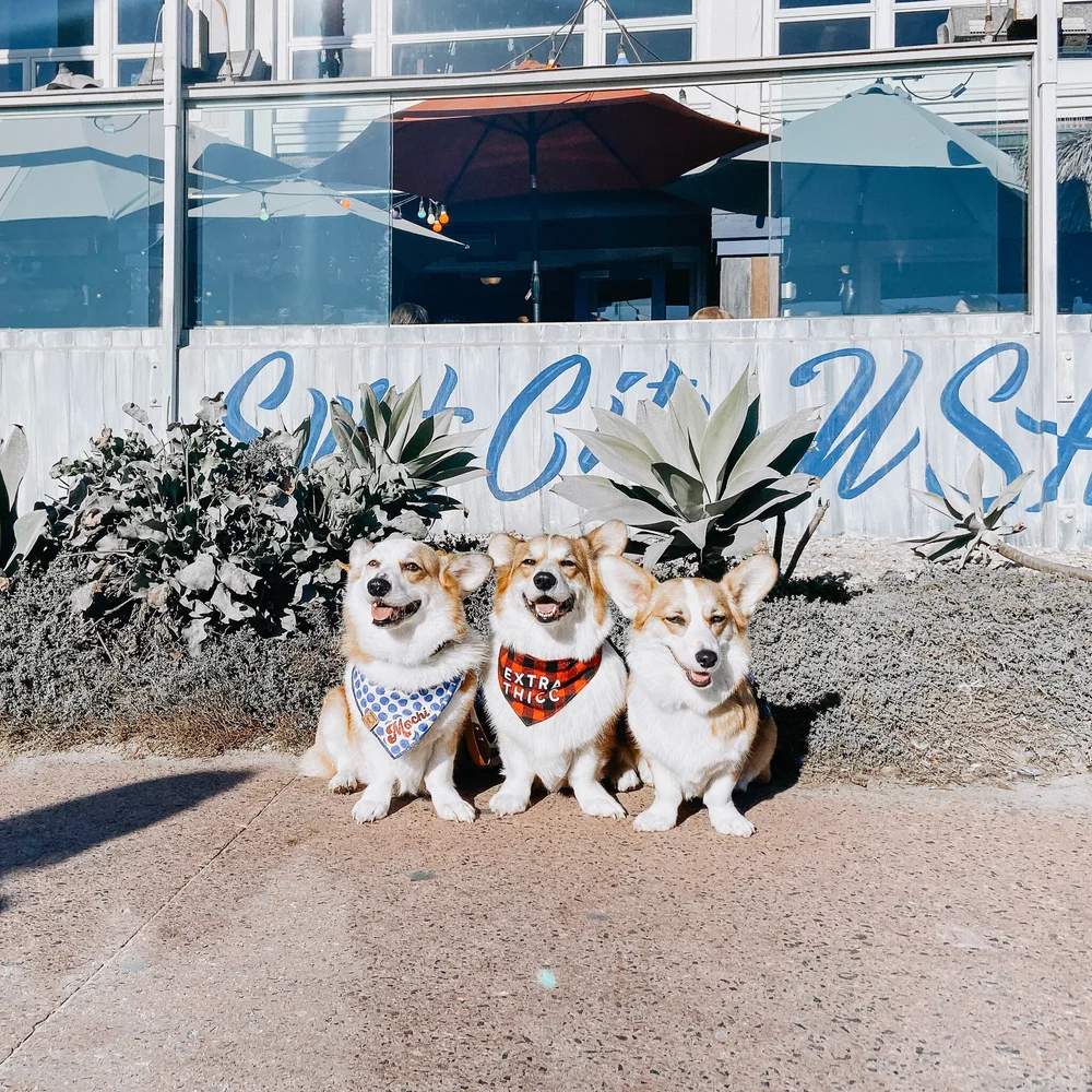 Tips for SoCal Corgi Beach Day — Willo the Corgi