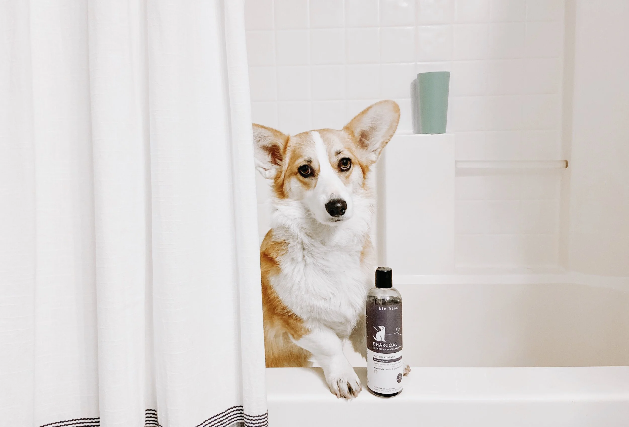 How To Groom Your Corgi Yourself at Home — Willo the Corgi