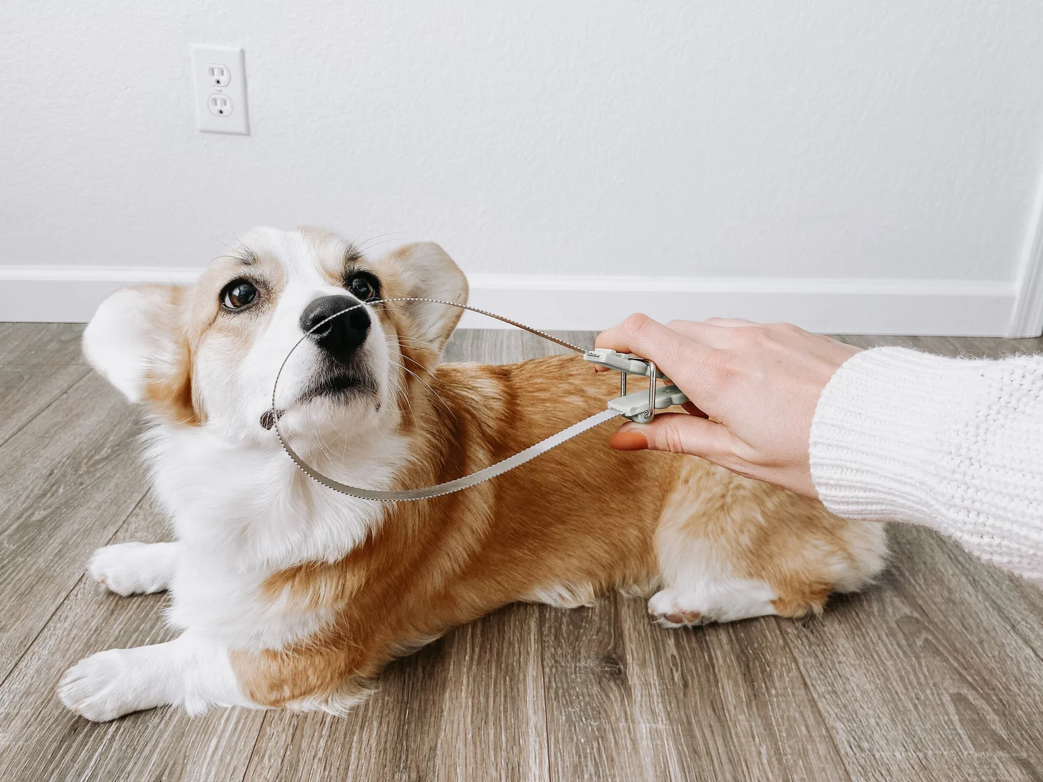 How To Groom Your Corgi Yourself at Home — Willo the Corgi