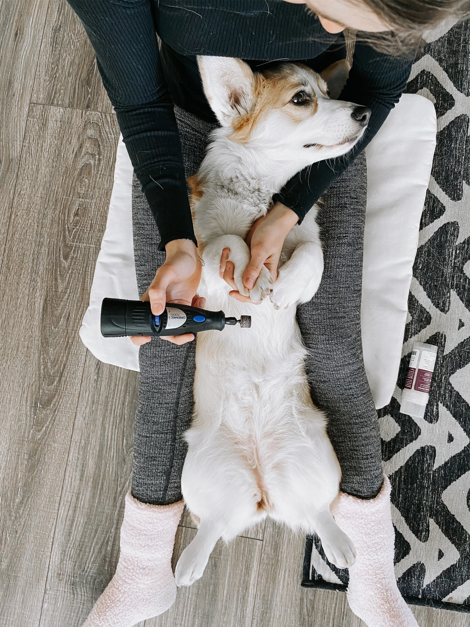 How To Groom Your Corgi Yourself at Home — Willo the Corgi