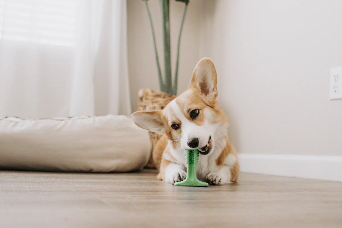 How To Groom Your Corgi Yourself at Home — Willo the Corgi