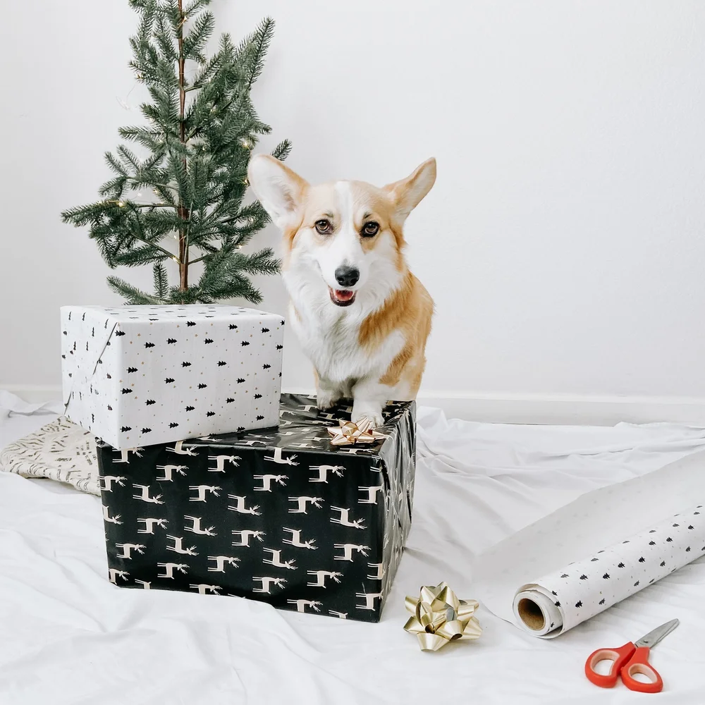 Do Pembroke Welsh Corgi Howl