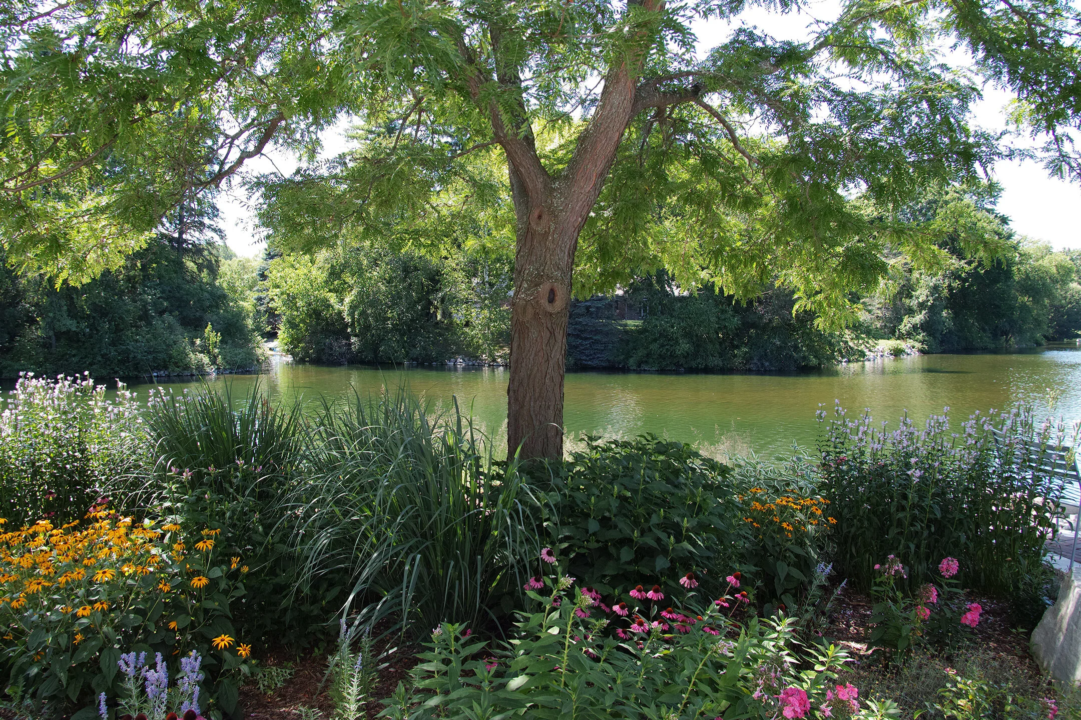 Lakeside Landscape — Dameron Architecture