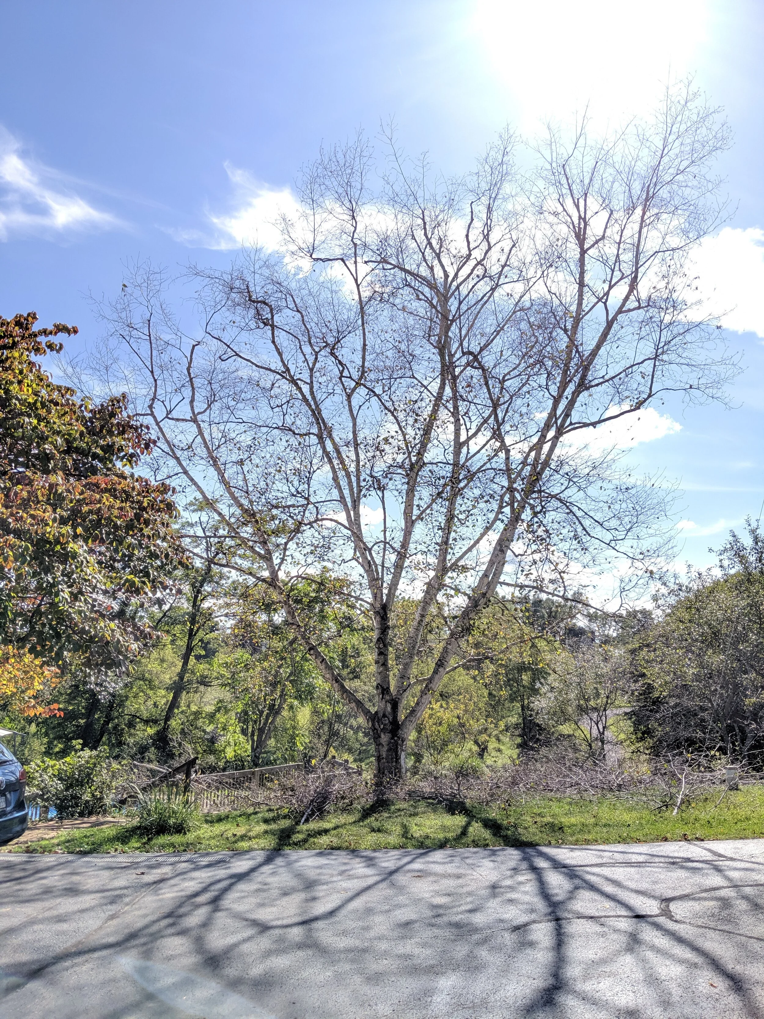 Northwood Tree Care, LLC