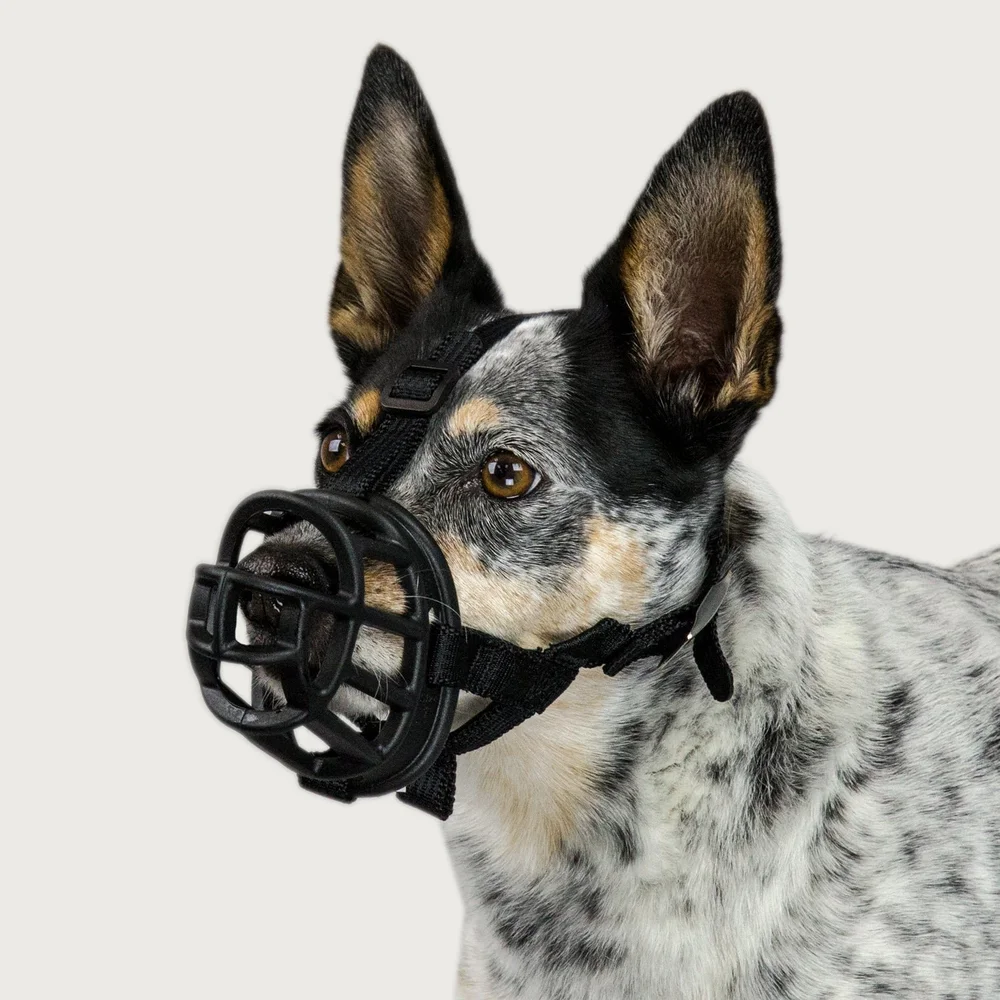 Why & How Should I Muzzle Train My Dog? — Padfoot Animal Behaviour ...