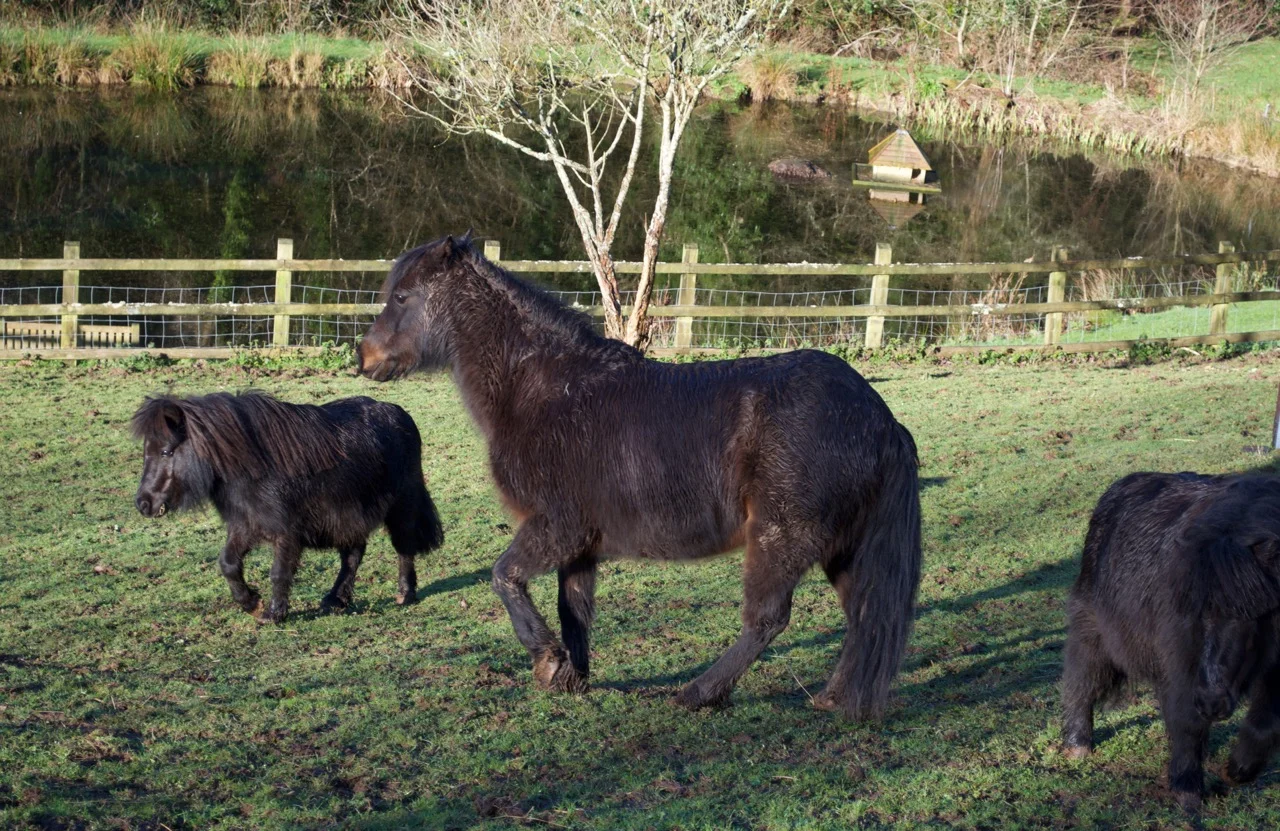 Two little shetland ponies come to live at Flear — Family-friendly ...