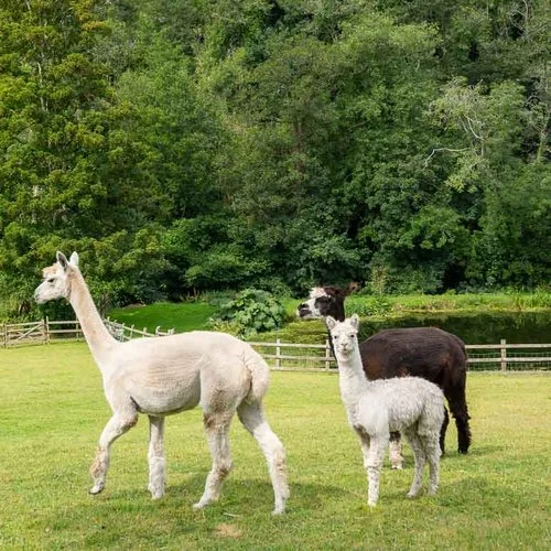 Holiday cottages in South Devon | Flear Farm Cottages