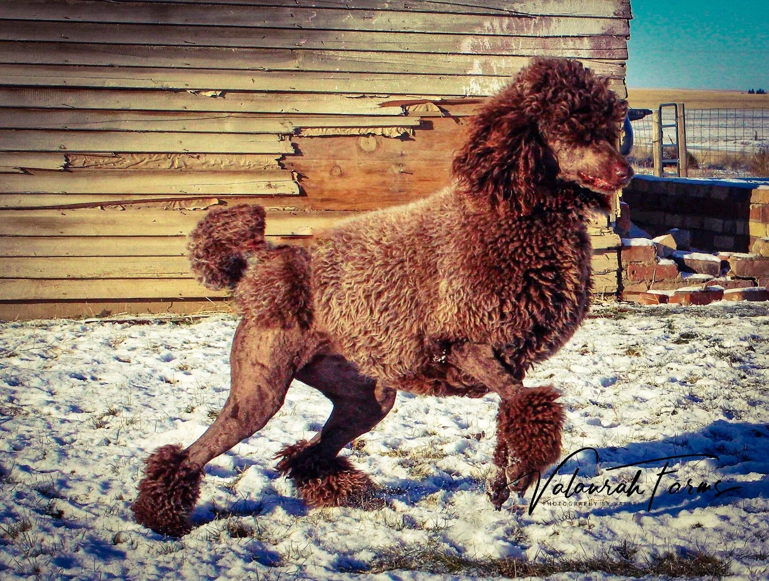 Chocolate Brown Standard Poodle