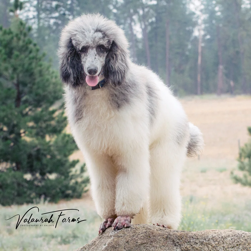 What Is Merle Poodle