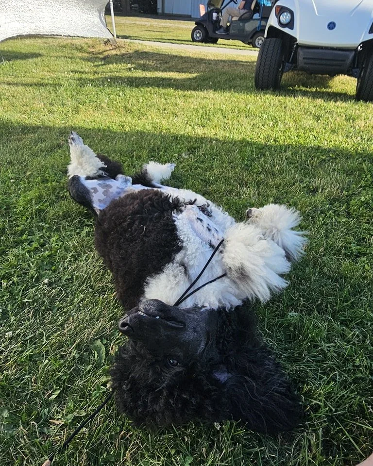 Progesterone Testing in Dogs | Canine Fertility and Breeding — Valaurah ...