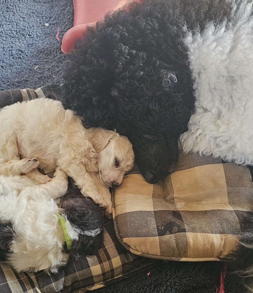 Progesterone Testing in Dogs | Canine Fertility and Breeding — Valaurah ...