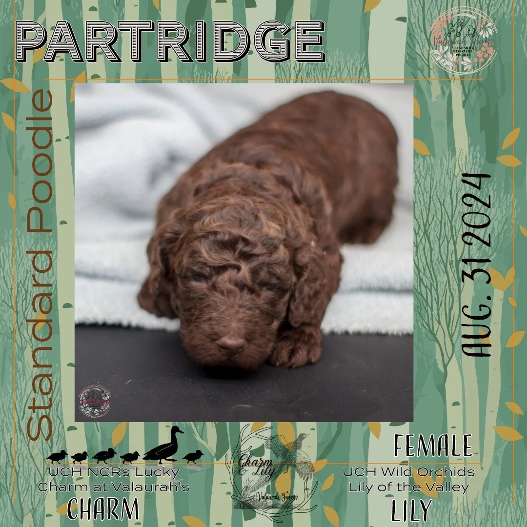 Frequently Asked Questions — Valaurah Farms Standard Poodles of Kentucky