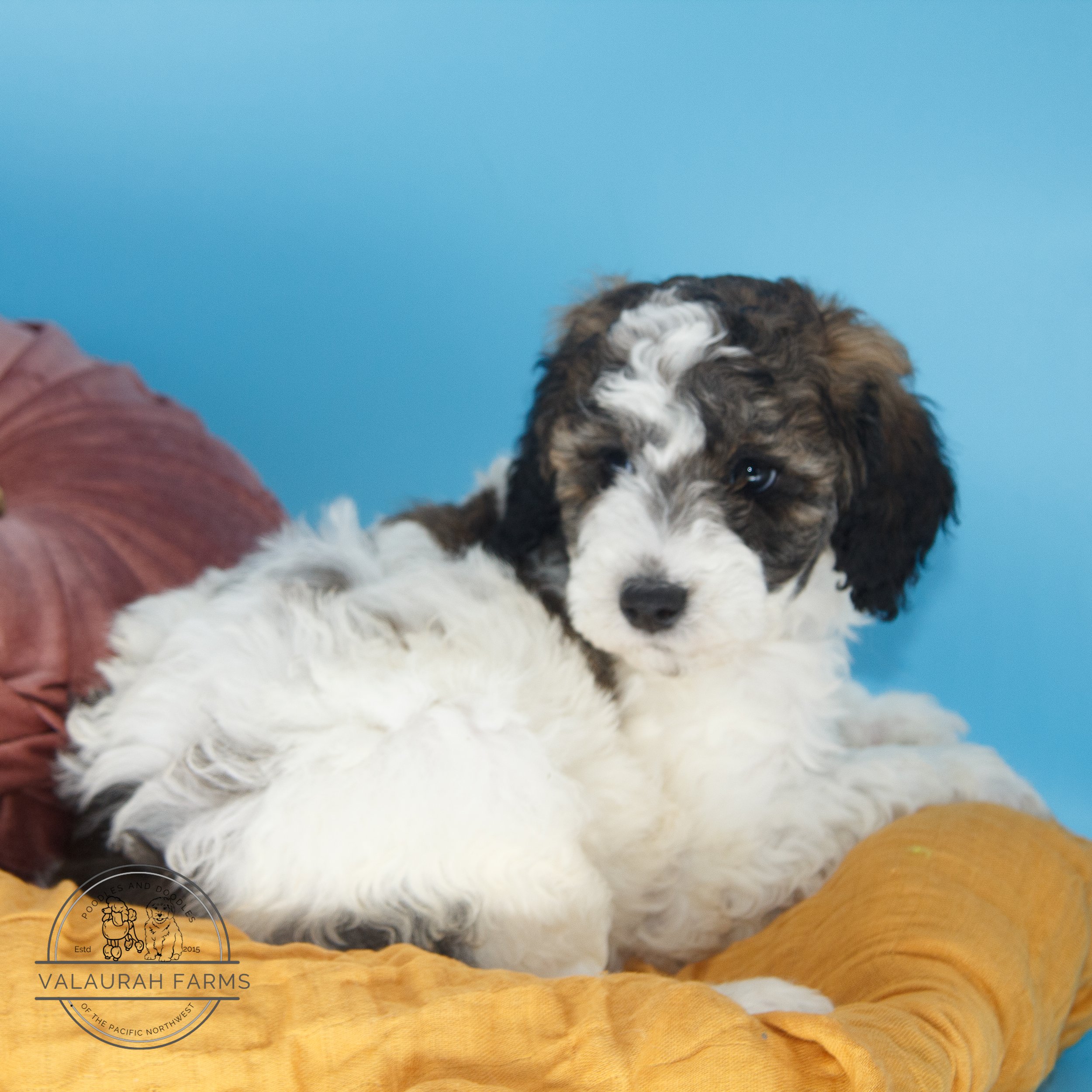 Miniature Parti Poodle Puppies