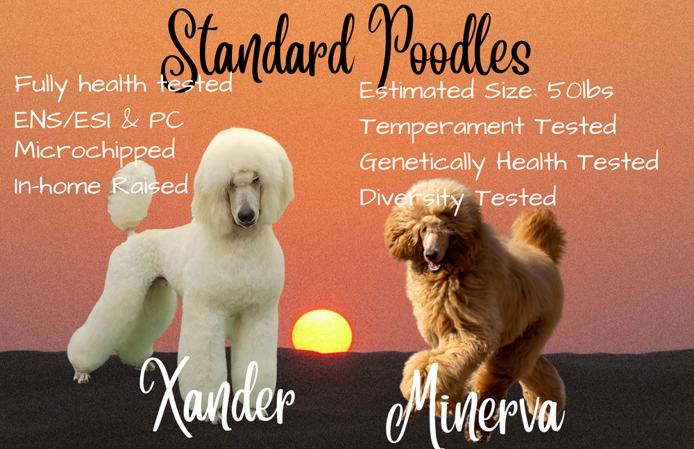 What Is A Phantom Standard Poodle