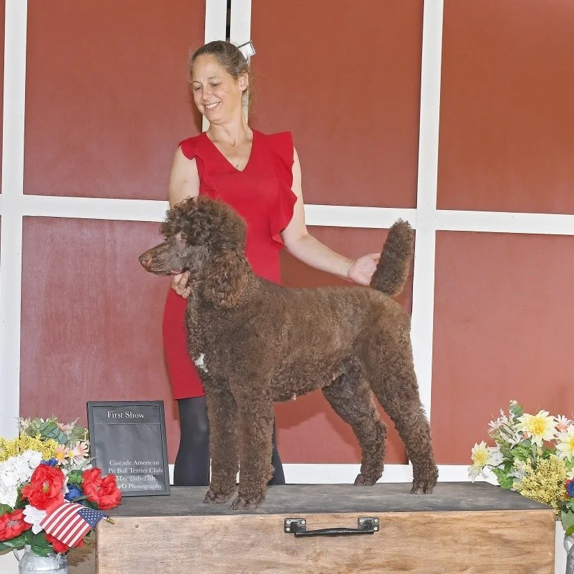 Brown Parti Poodle Puppies Near Washington - Poodle Breeders Near Me ...