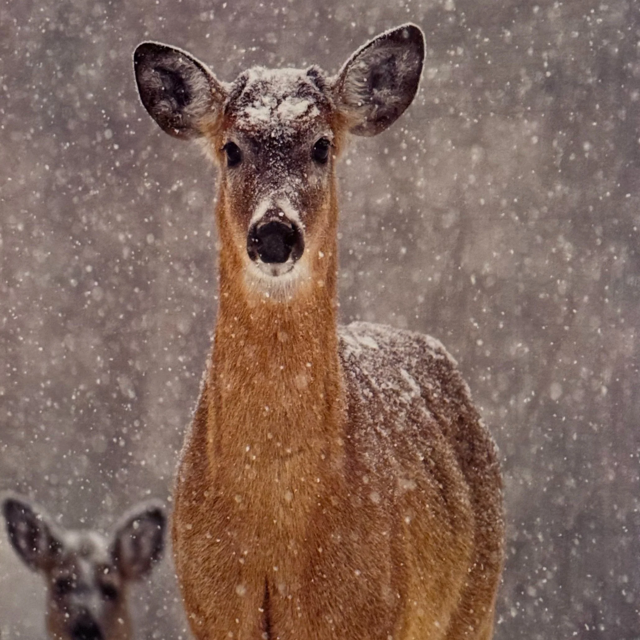 Ho Ho Holly Monday — Ishani Art