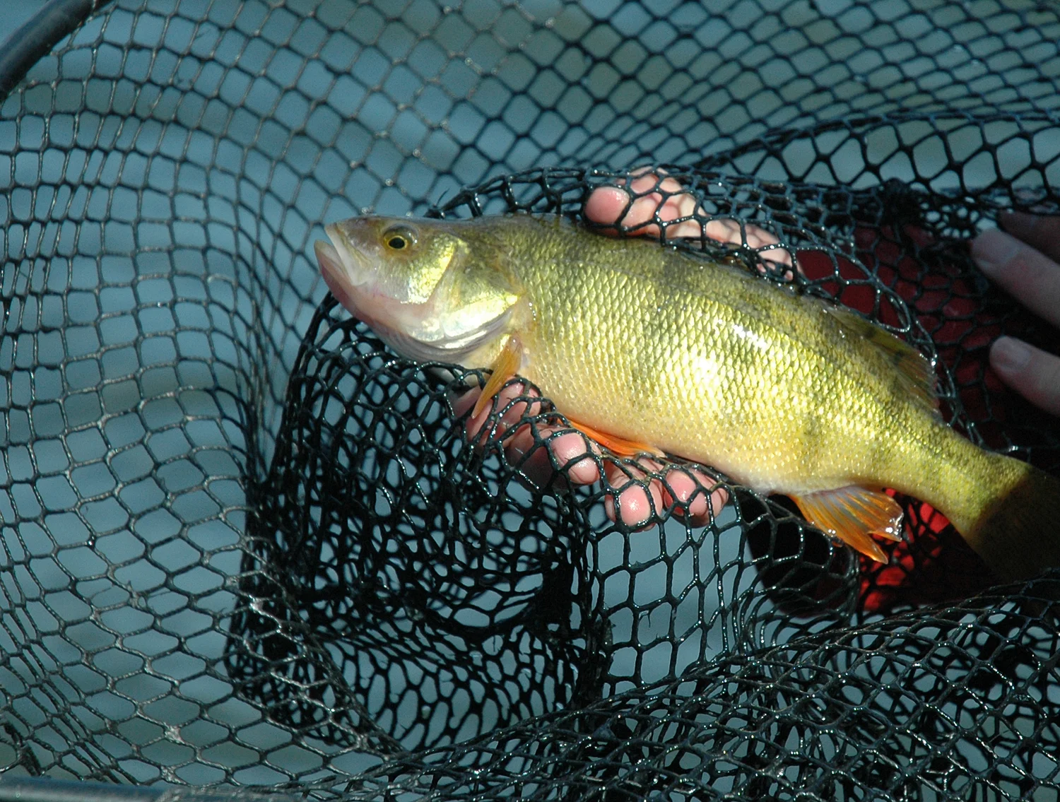 Wabamun Fishery — Wabamun Watershed Management Council