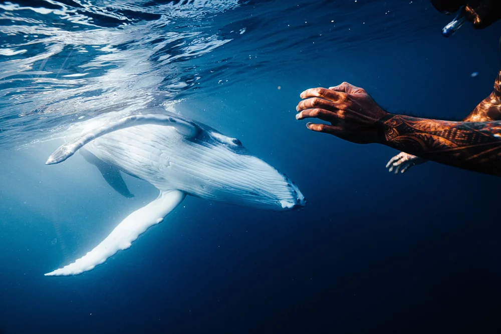 Humpback Whales Expedition — Rob King Photography