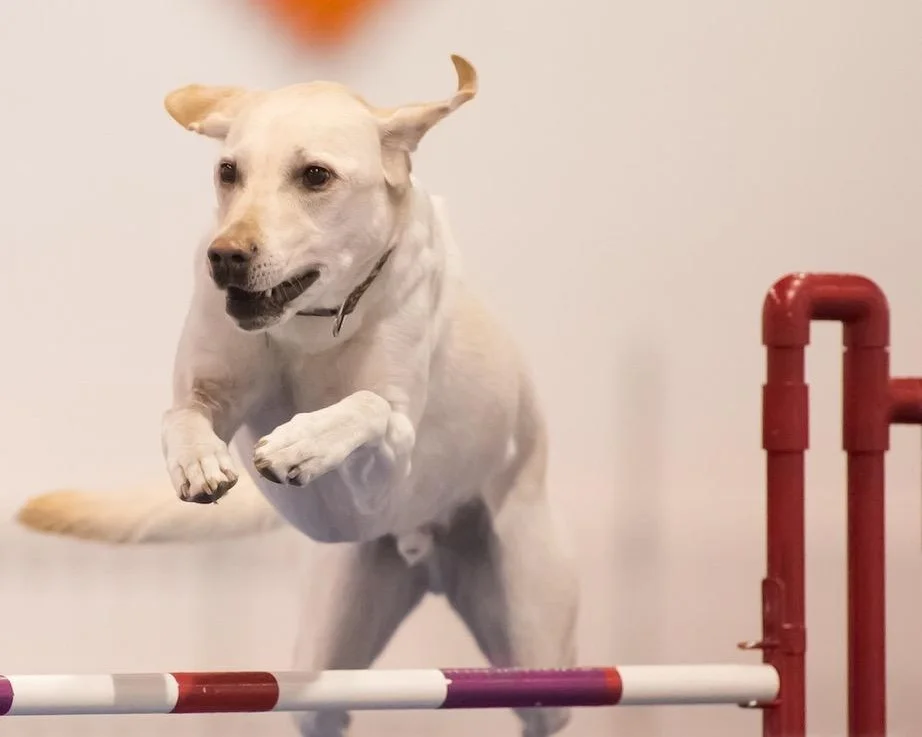 Happy Tails Training Center