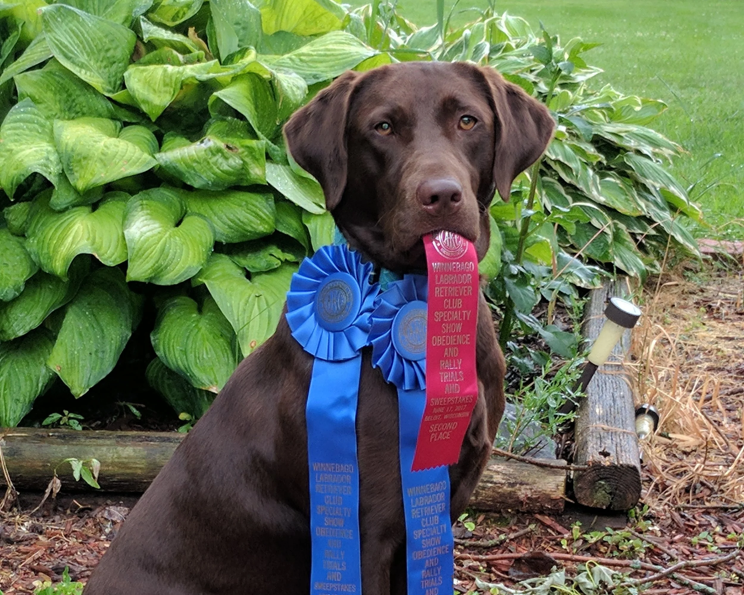 Happy Tails Training Center