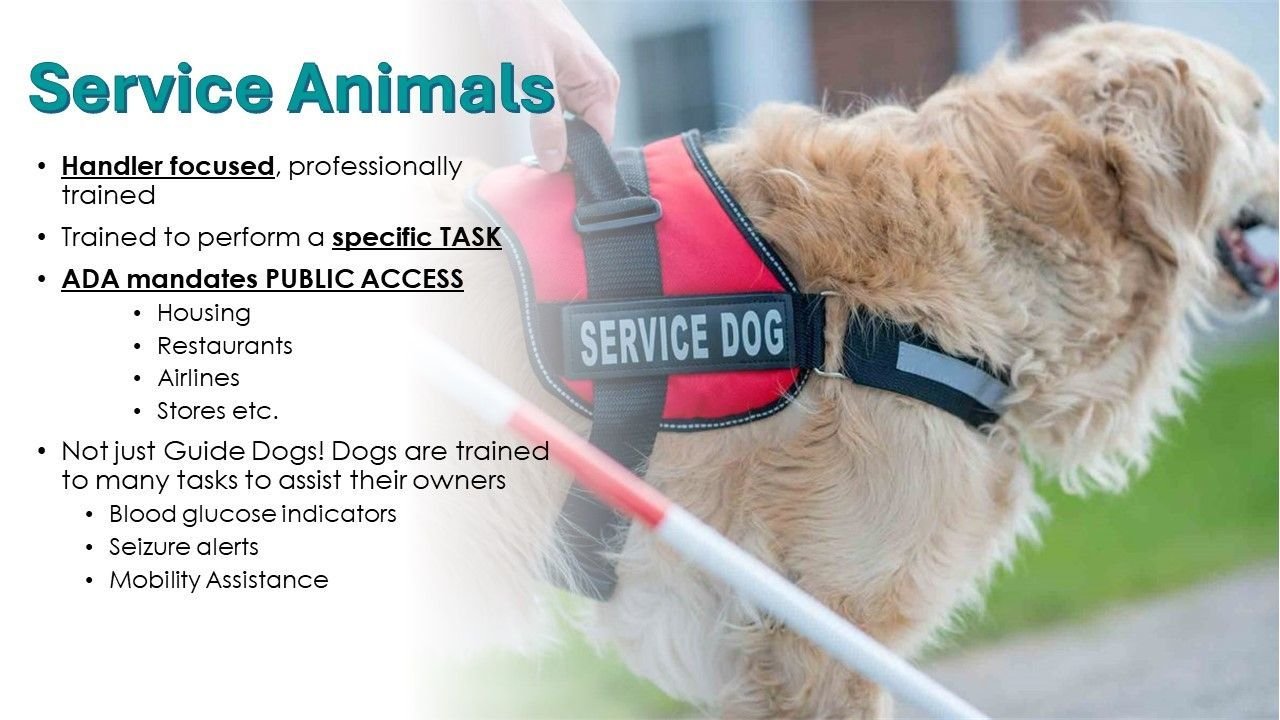 Therapy Dog Training in La Crosse, WI | Happy Tails Training Center ...