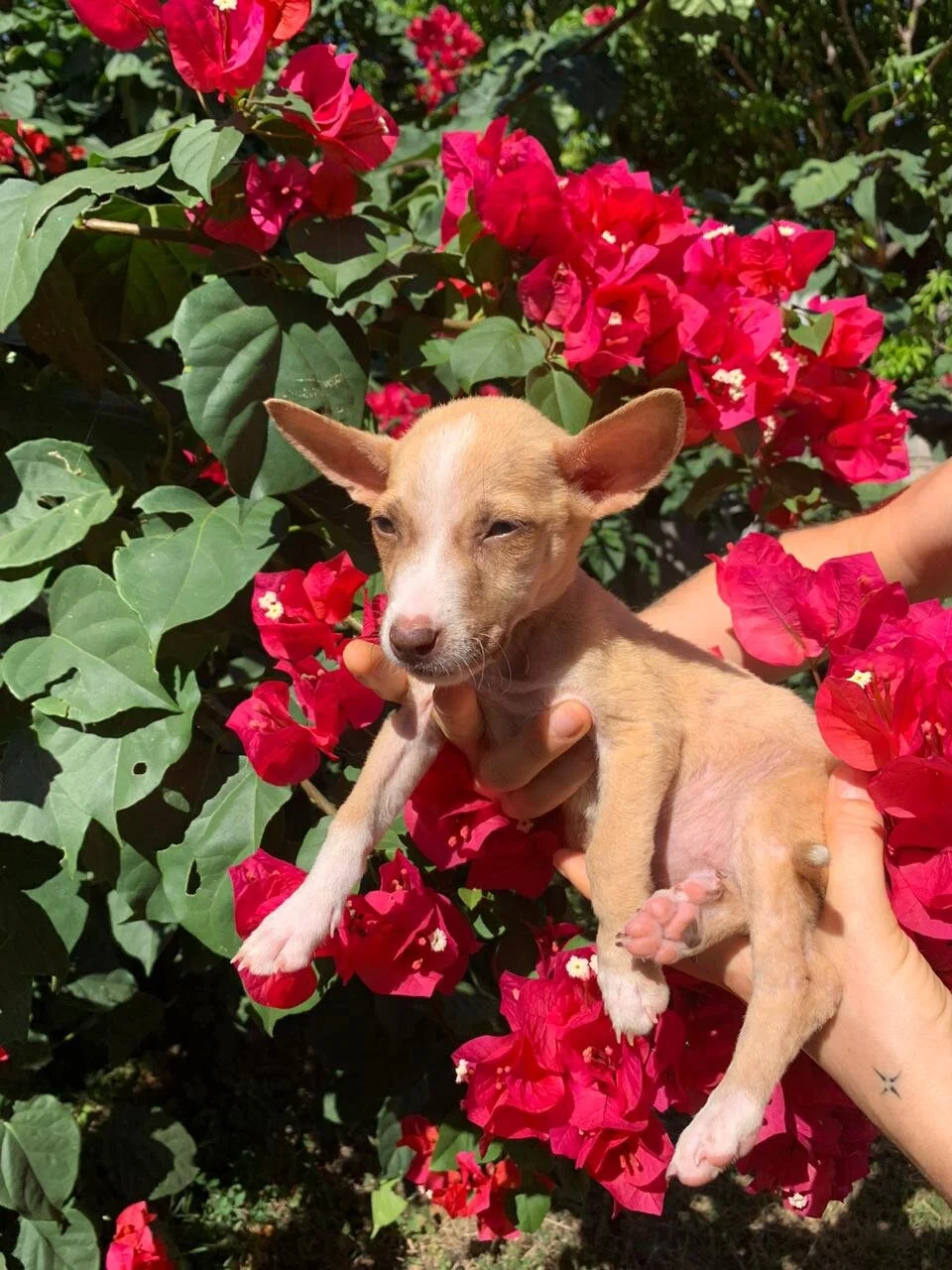 Chilita — CARAVANA CANINA