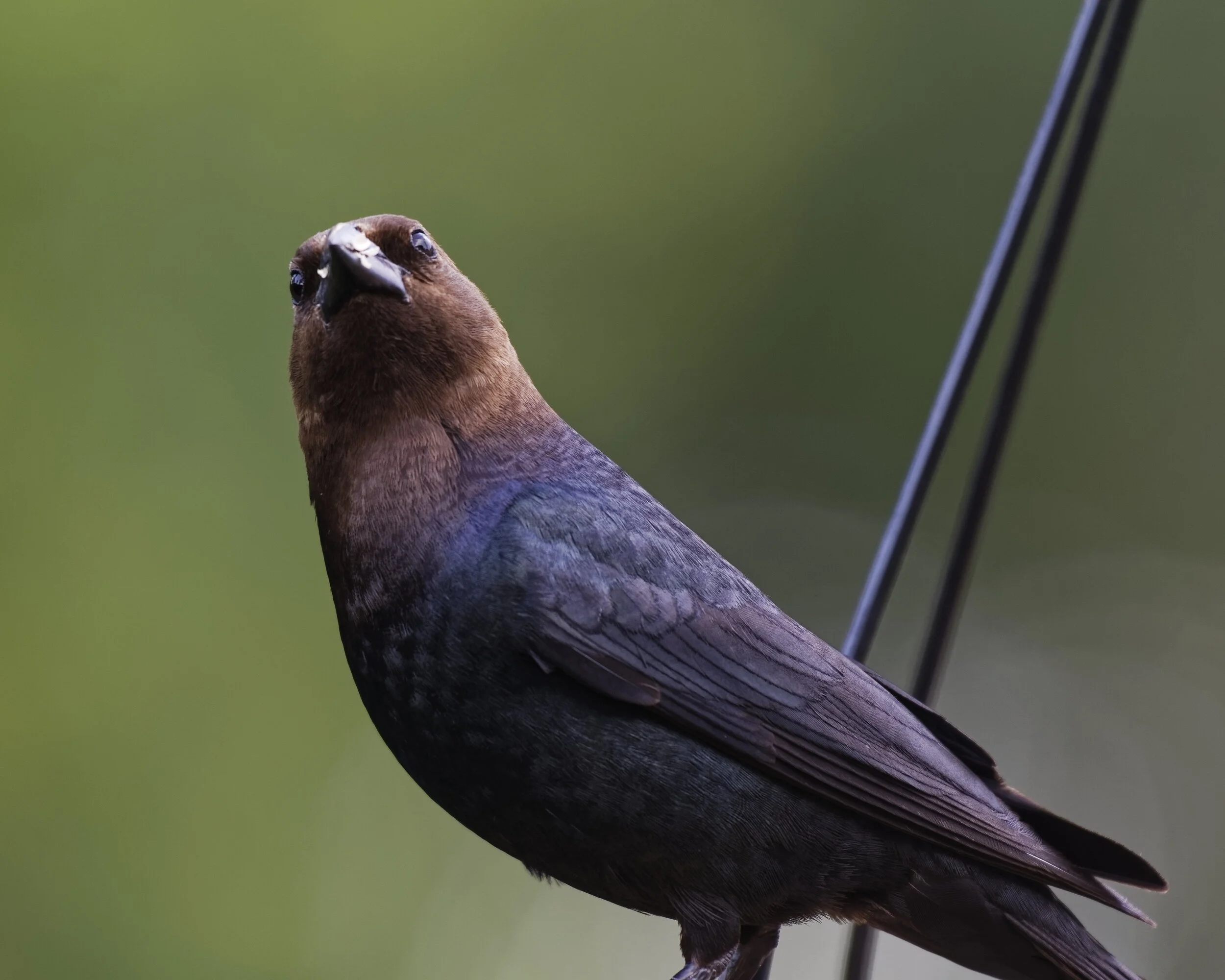 Cowbird On Cow