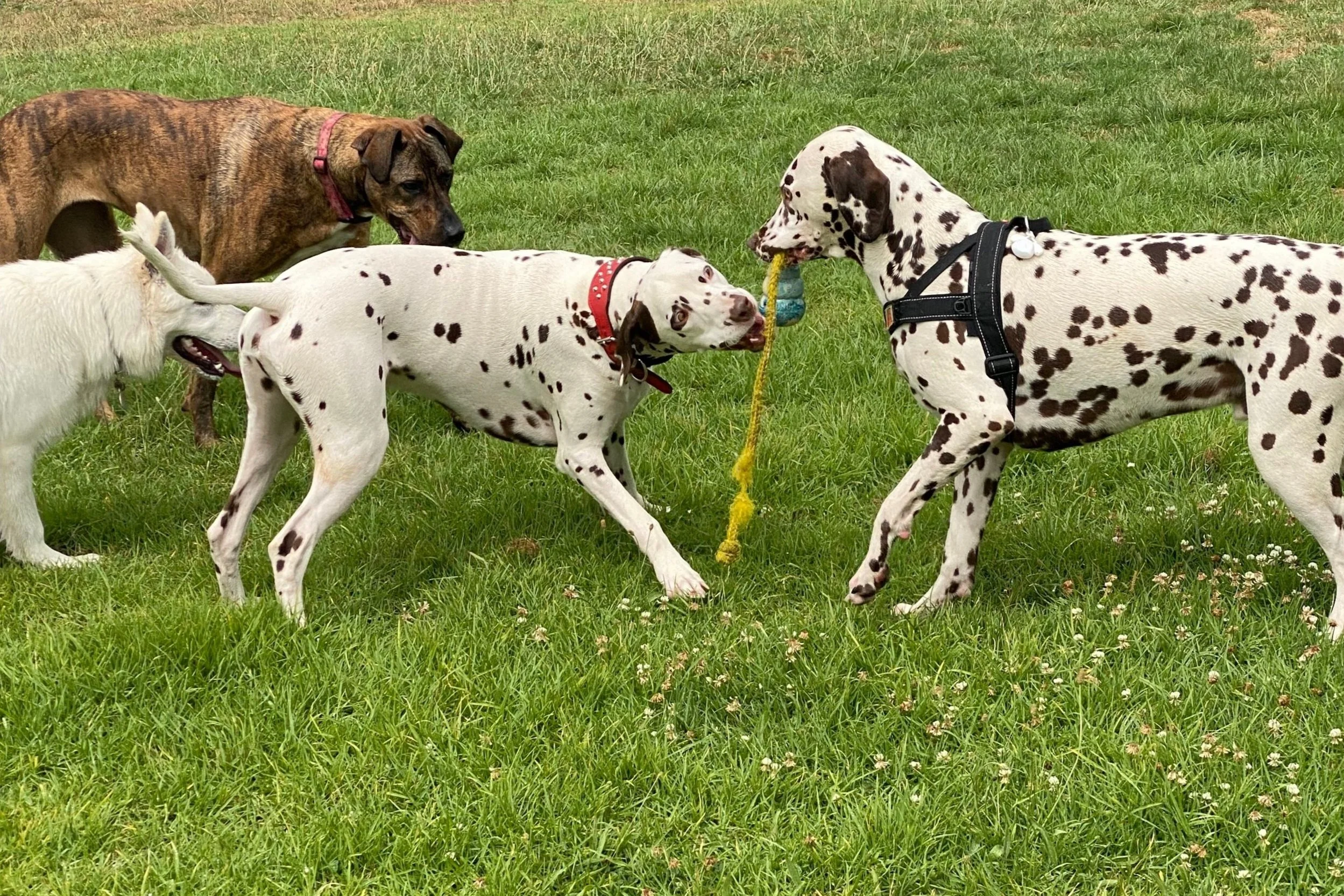 Doggy Playgroup — 4 Dogs Walking