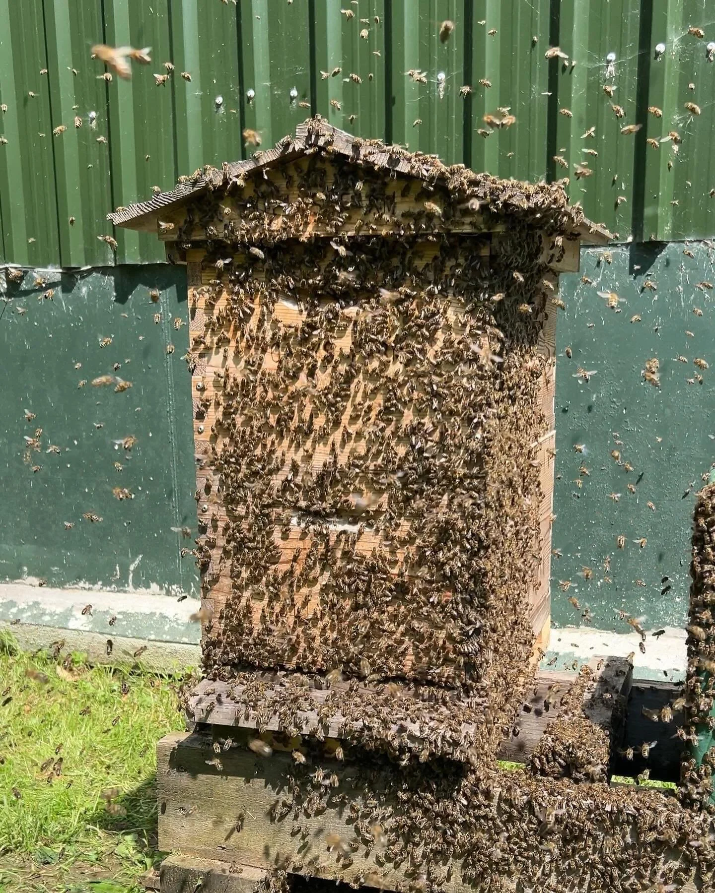 Olly's Farm : Home - Irish Raw Honey From The Dublin Mountains