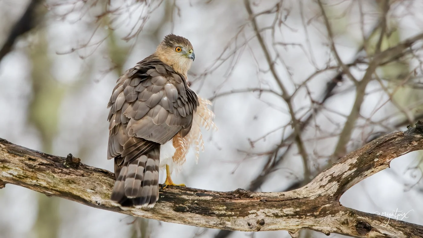 WATCH LIKE A HAWK — wrightpix photo gifts