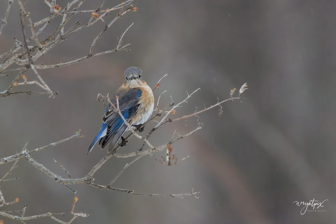 WATCH LIKE A HAWK — wrightpix photo gifts