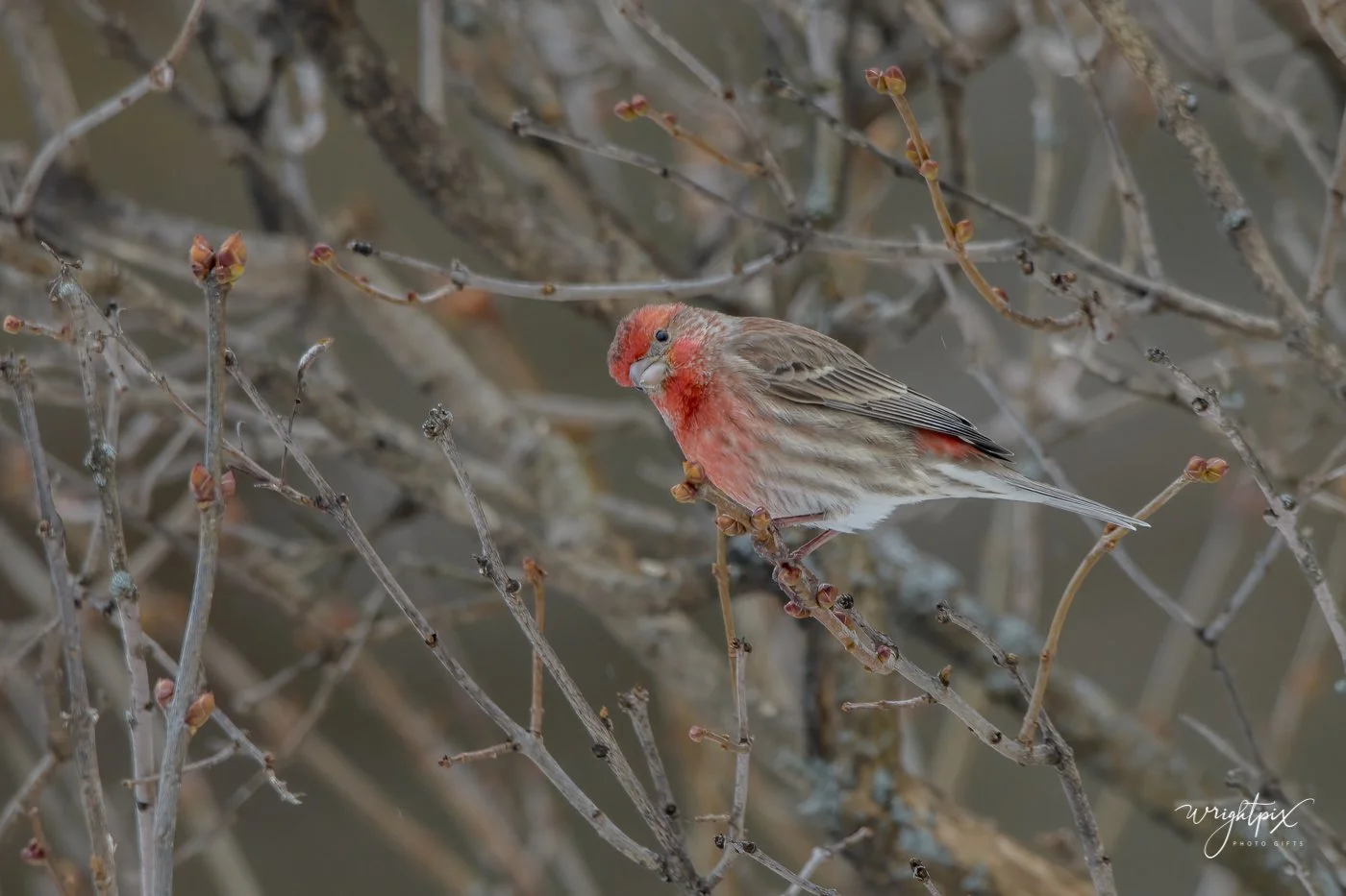 WATCH LIKE A HAWK — wrightpix photo gifts