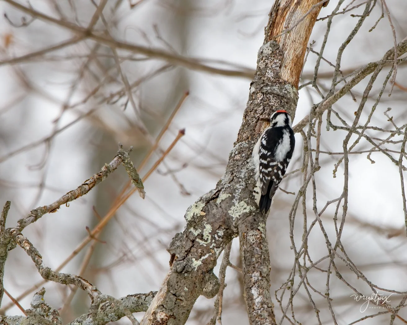 WATCH LIKE A HAWK — wrightpix photo gifts