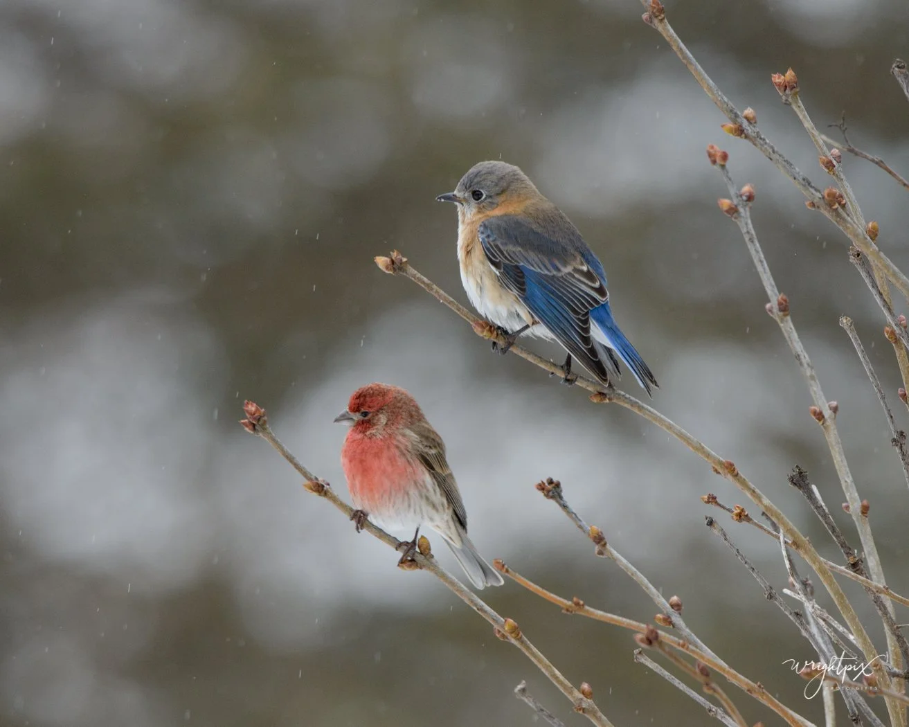 WATCH LIKE A HAWK — wrightpix photo gifts