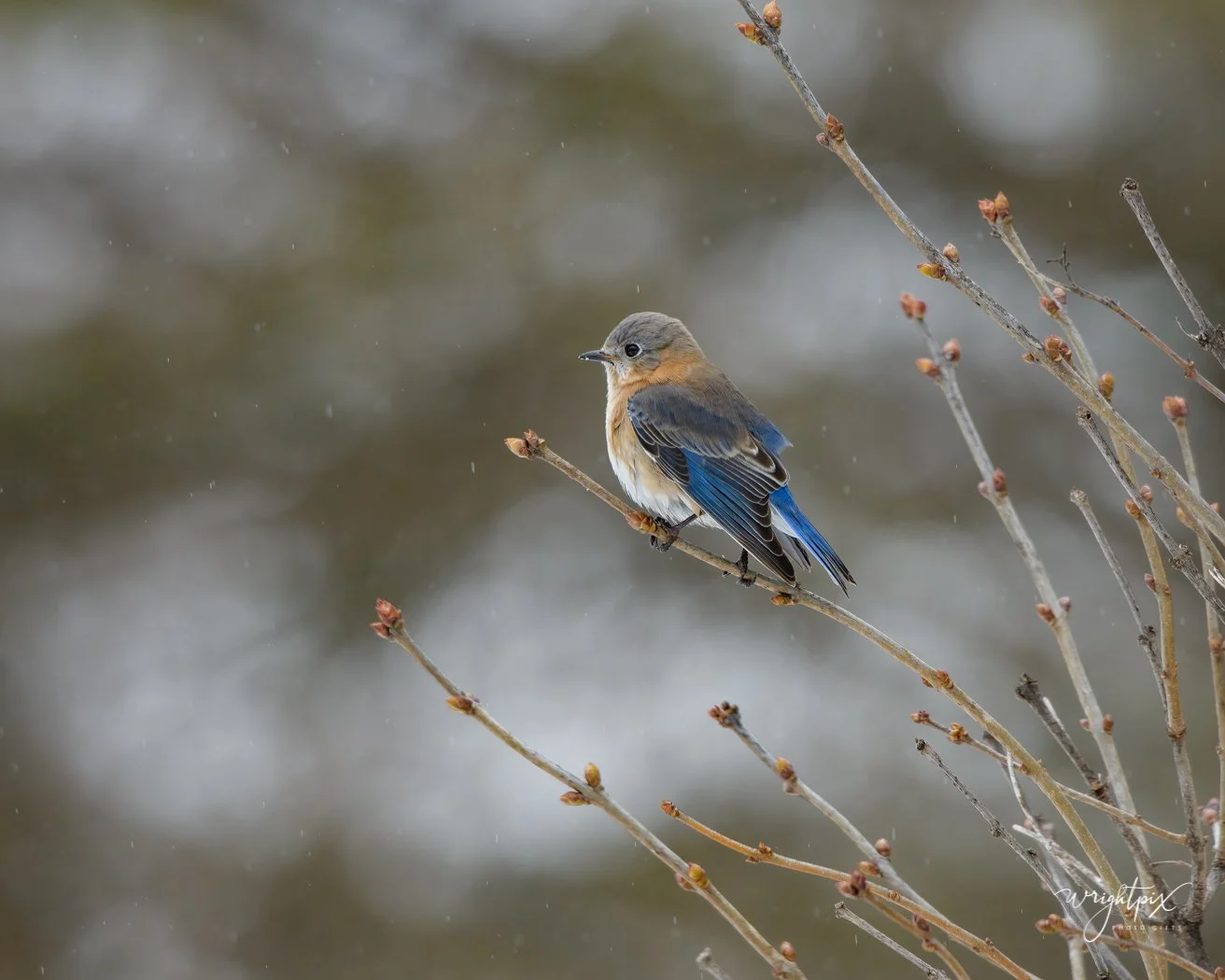 WATCH LIKE A HAWK — wrightpix photo gifts