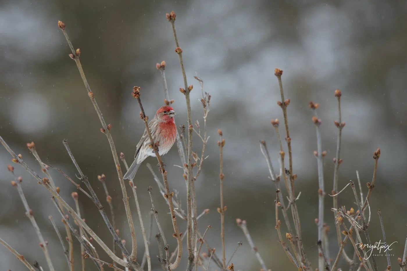 WATCH LIKE A HAWK — wrightpix photo gifts