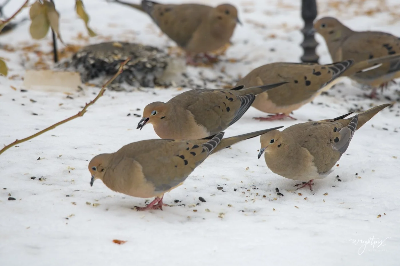 WATCH LIKE A HAWK — wrightpix photo gifts