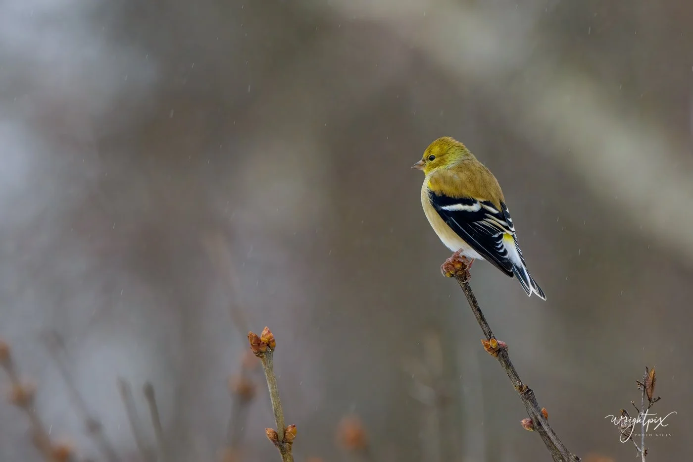 WATCH LIKE A HAWK — wrightpix photo gifts