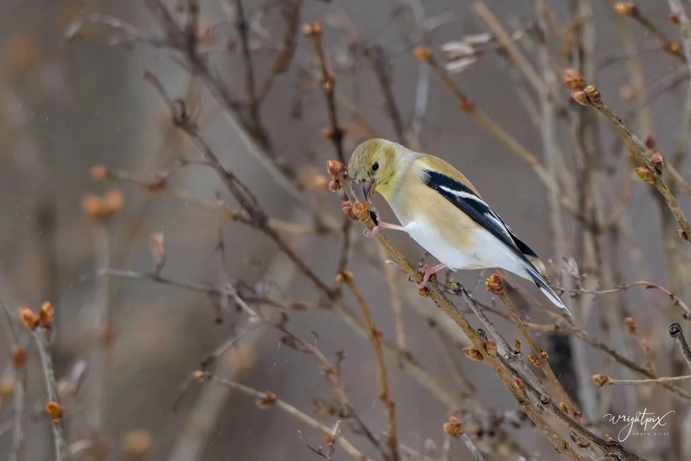 WATCH LIKE A HAWK — wrightpix photo gifts