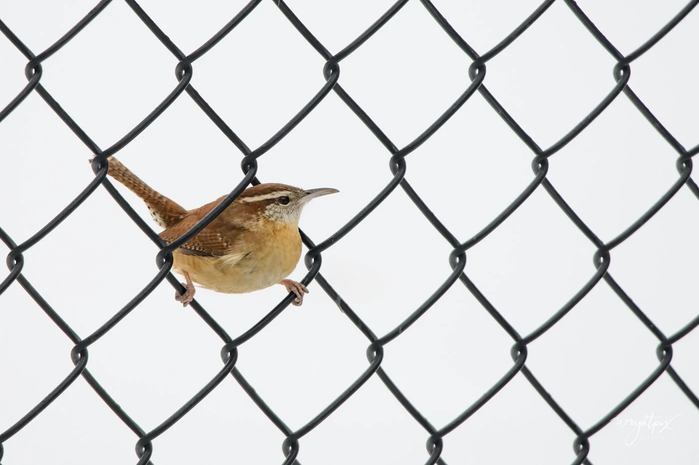 WATCH LIKE A HAWK — wrightpix photo gifts