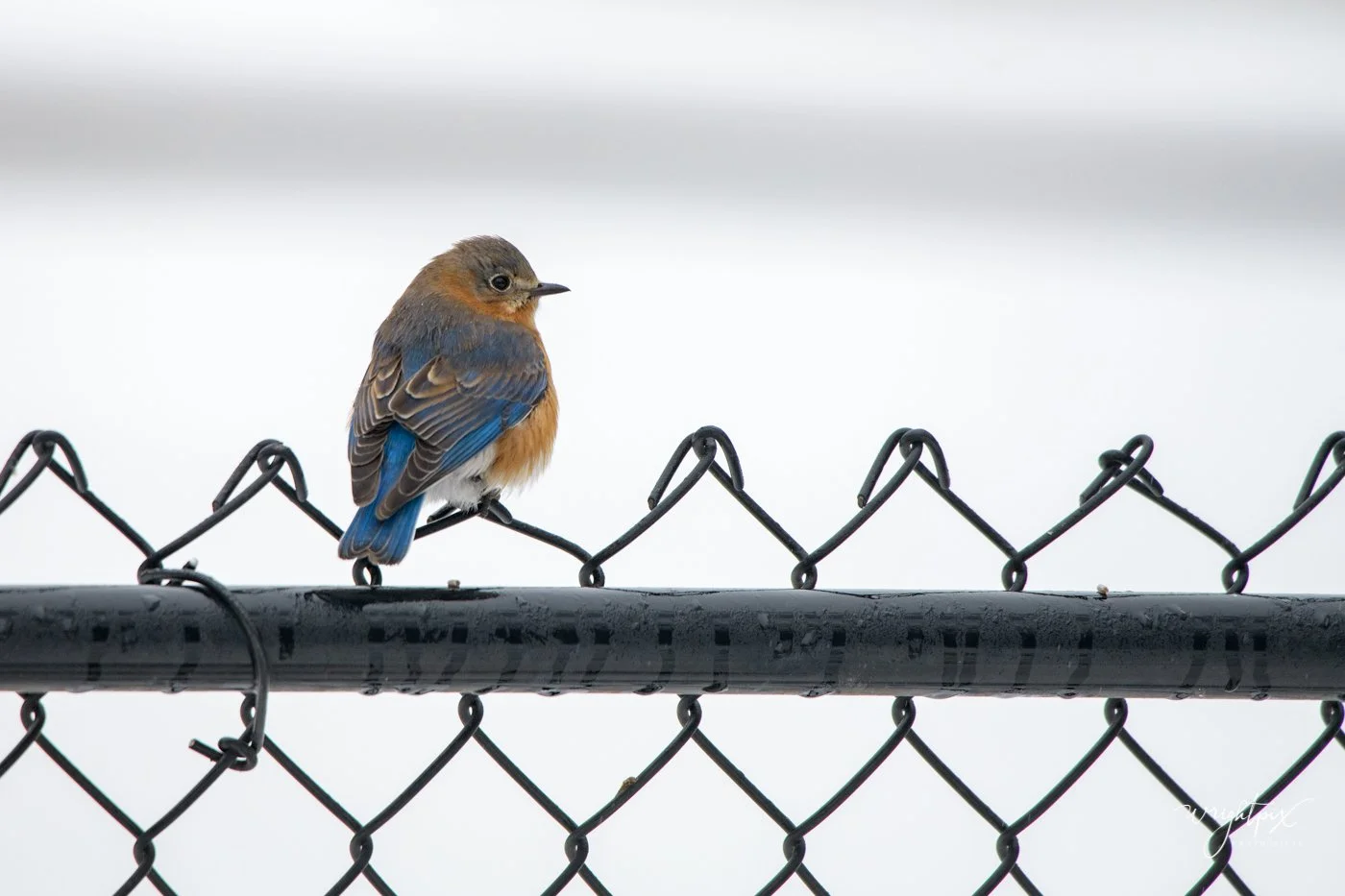 WATCH LIKE A HAWK — wrightpix photo gifts