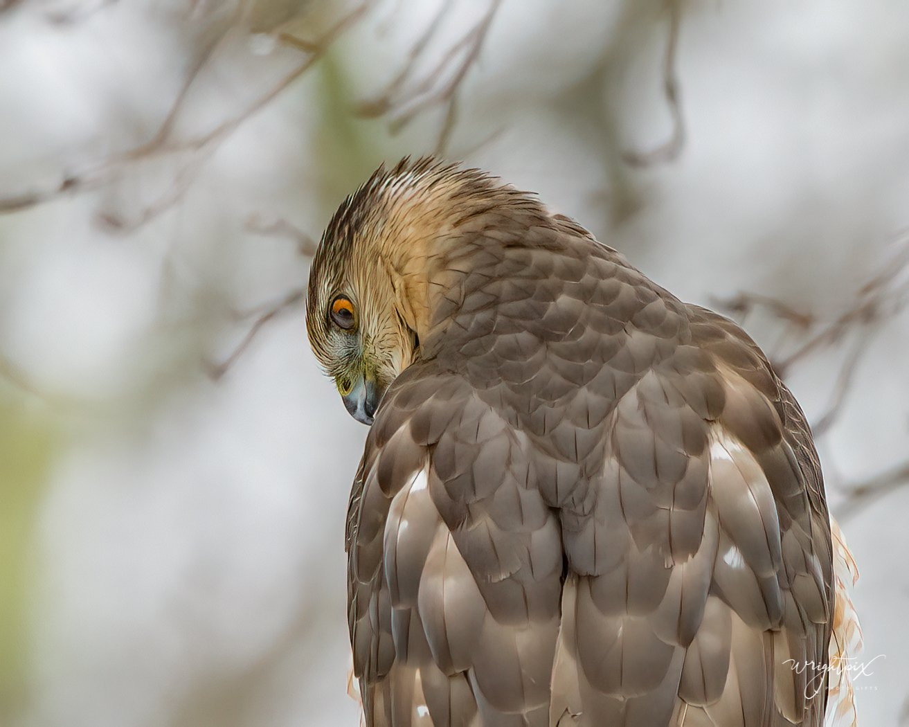 WATCH LIKE A HAWK — wrightpix photo gifts