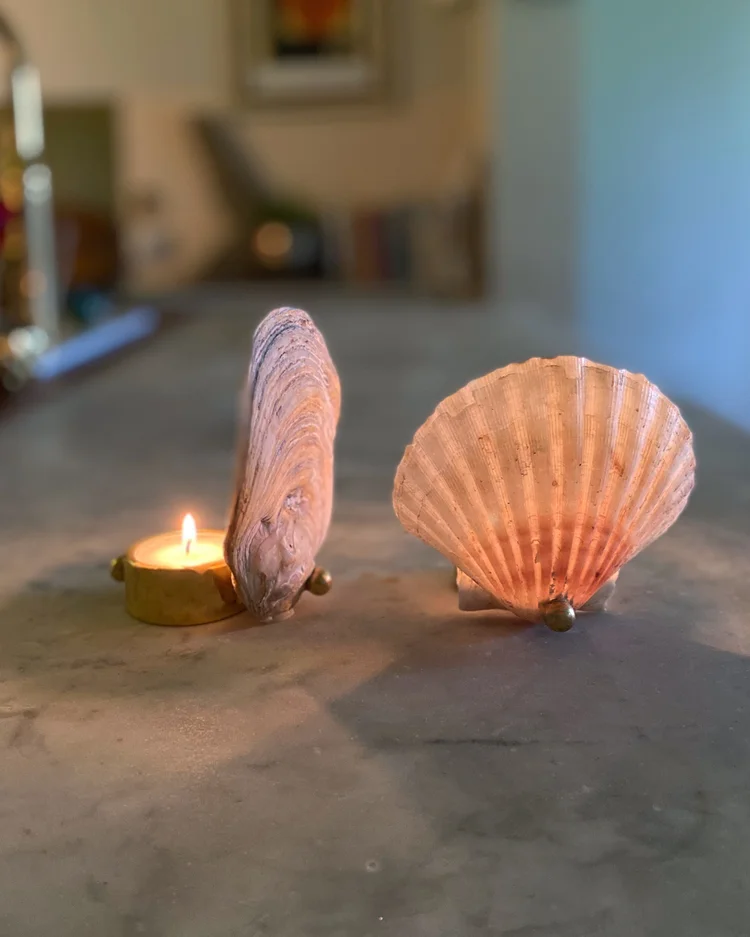 Native Norfolk Shells | Discover Unique Norfolk Shells - Shop Now ...