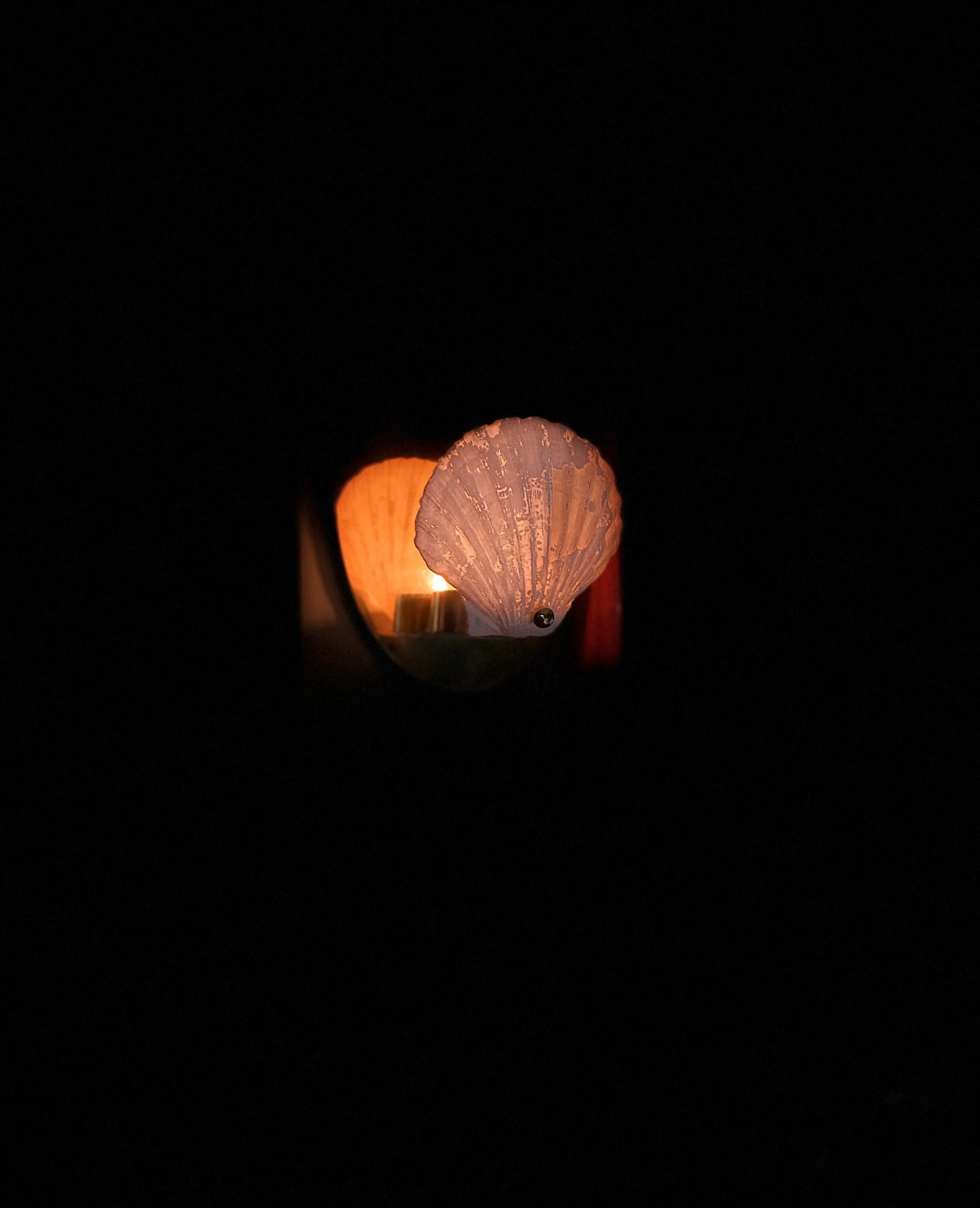 Shell Lights, Sconces, candles, scallop, scallop shell, and oyster ...