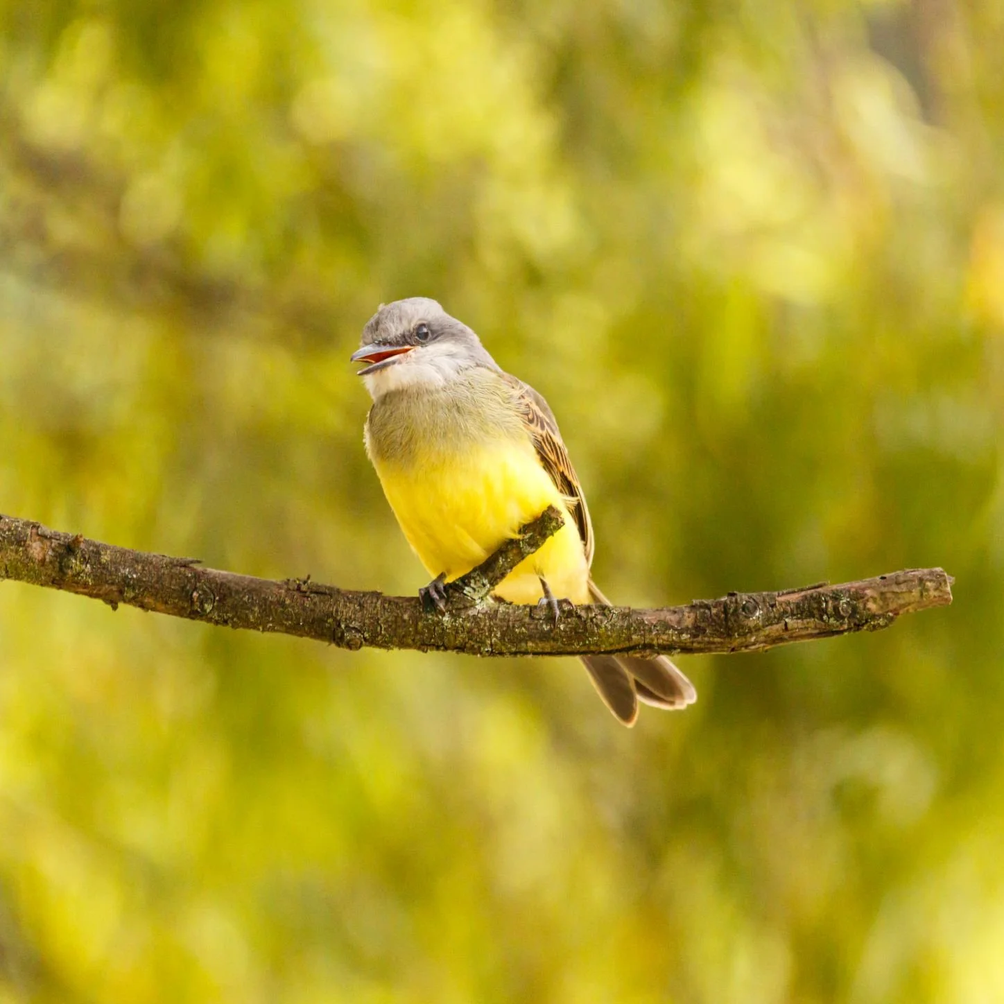 Tropical Kingbird