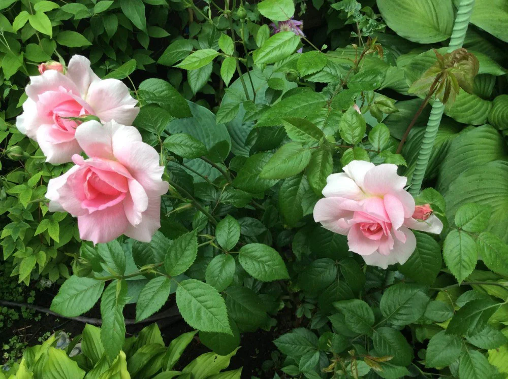 Gallery — Charing House Gardens Bed & Breakfast