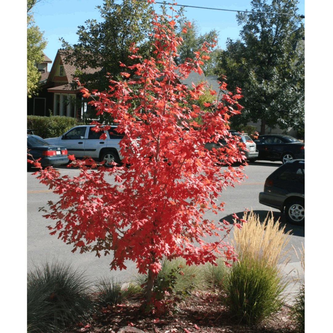 Tree Giveaway Gallery — PLAY Boulder Foundation