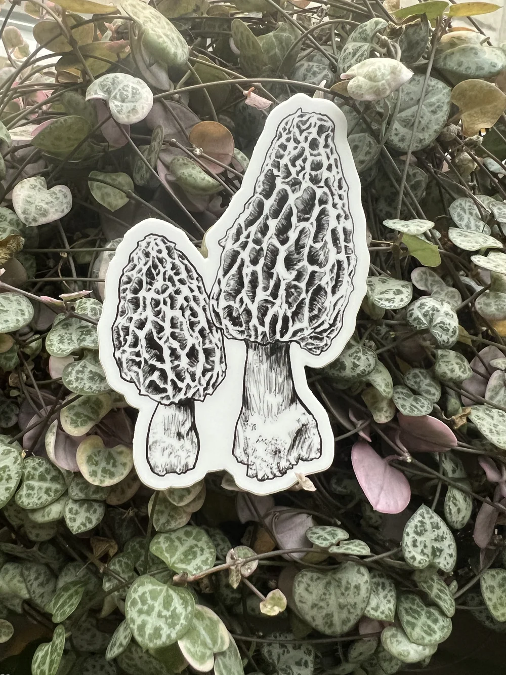 Gray Morel Mushrooms
