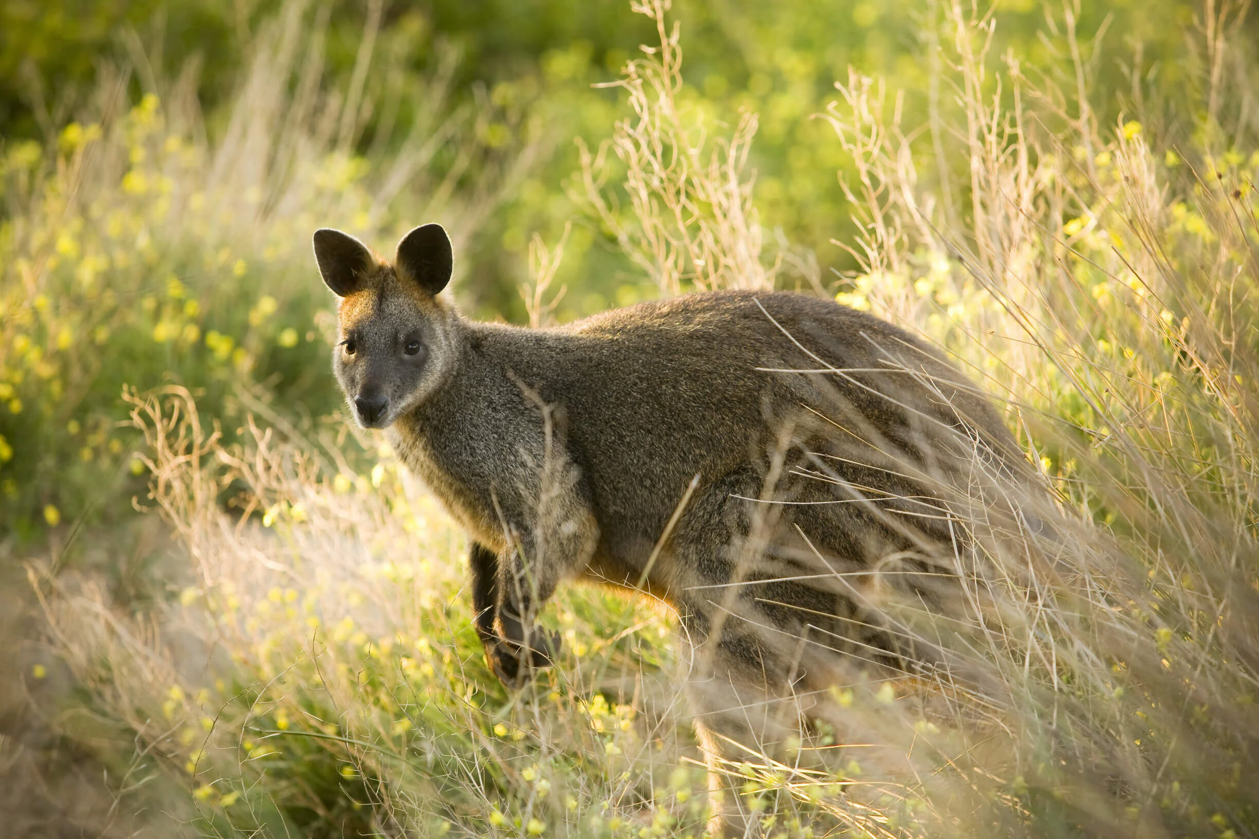 Fully supported rail trail cycle tour along 6 of the best Victorian ...