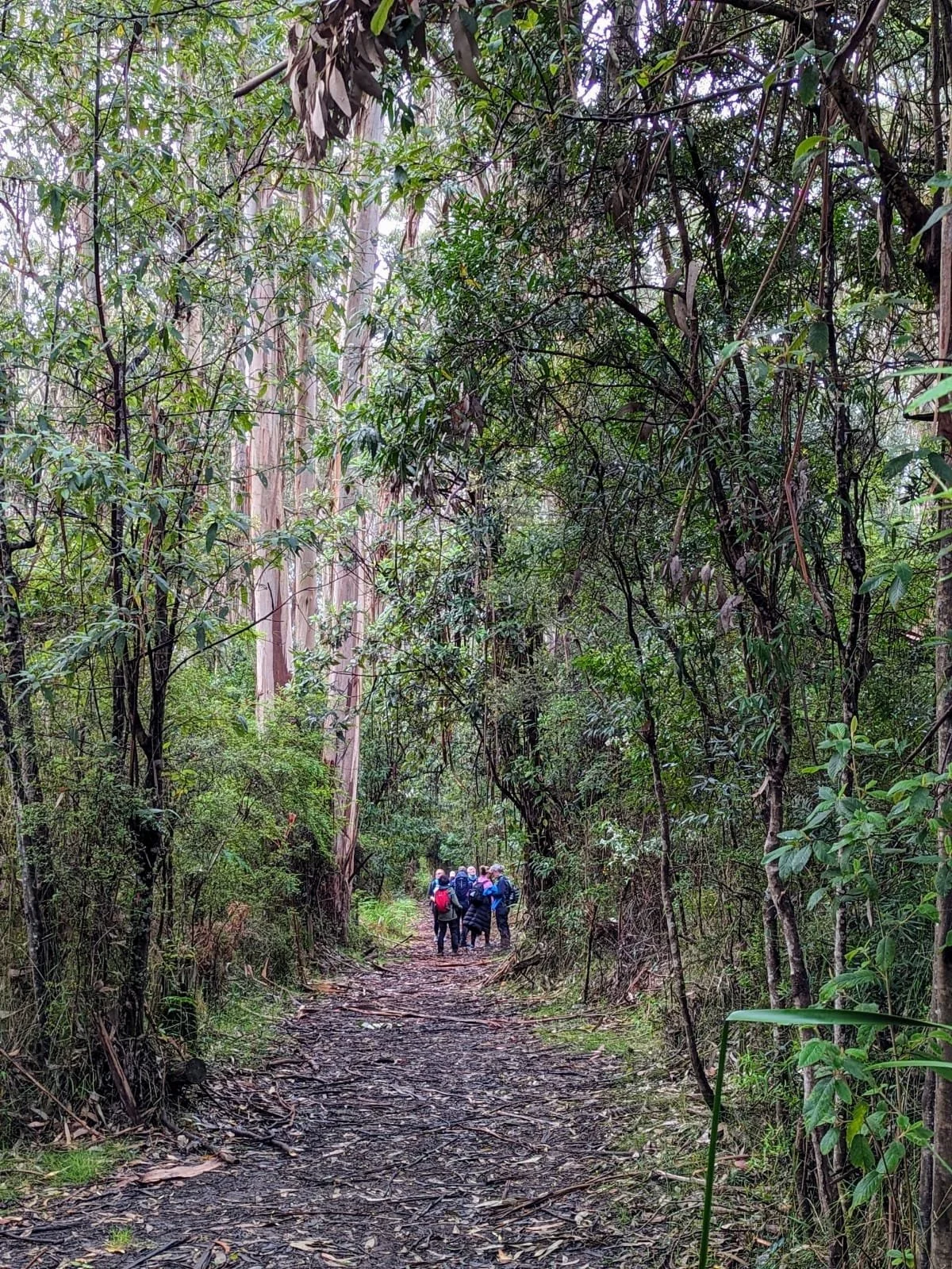 Great Ocean Walk Tour - AllTrails Walking Tours — AllTrails Bicycle Tours